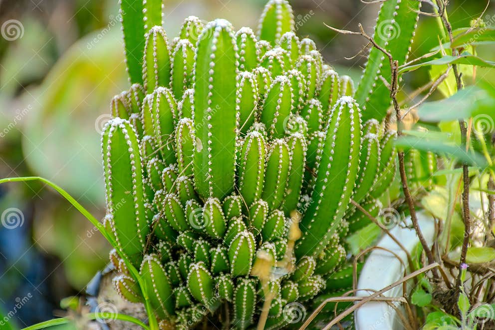 Triangle cactus stock image. Image of tree, thorn, color - 301001883