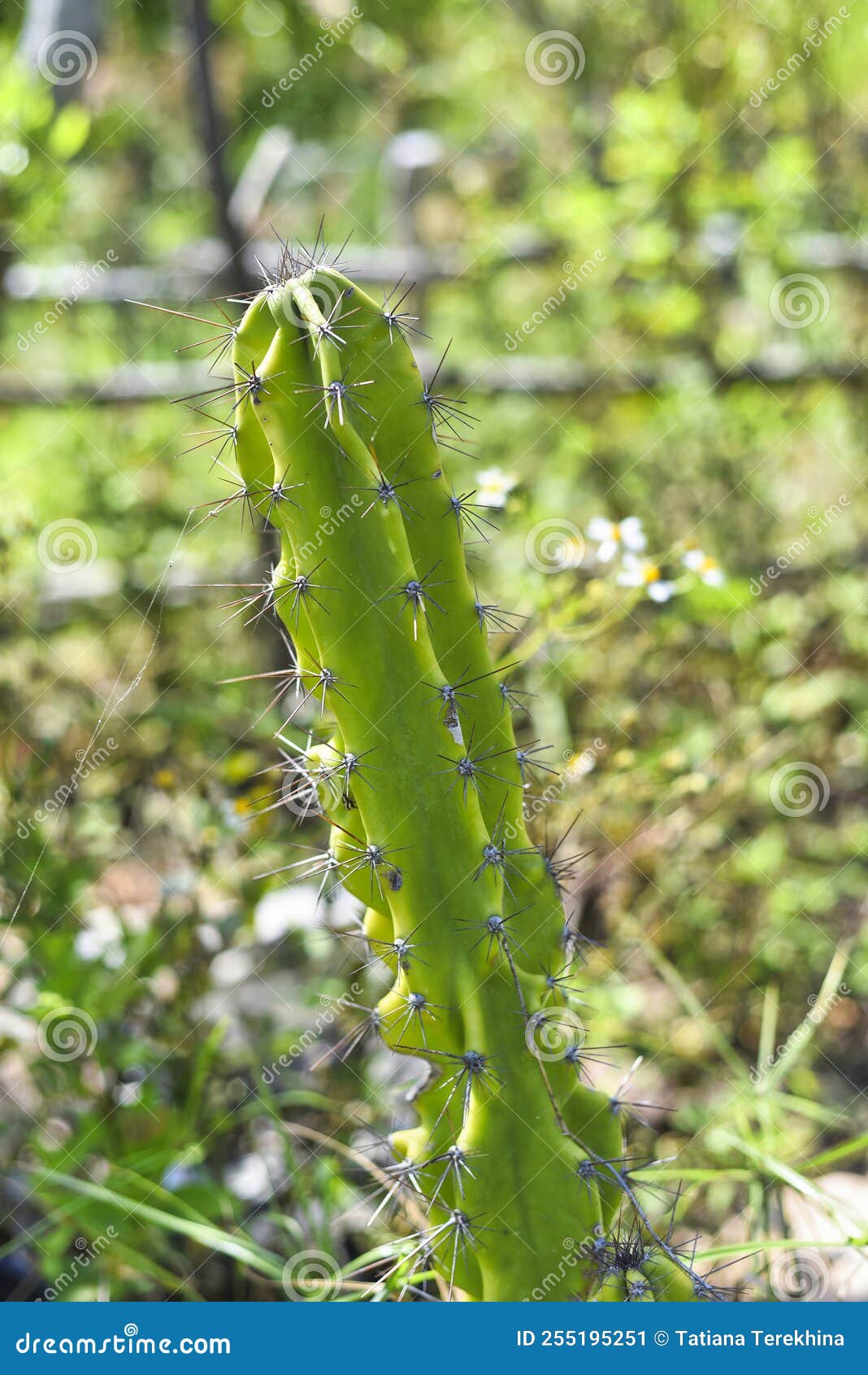 Triangle Cactus in a Garden Close Up Stock Image - Image of grow, plant ...