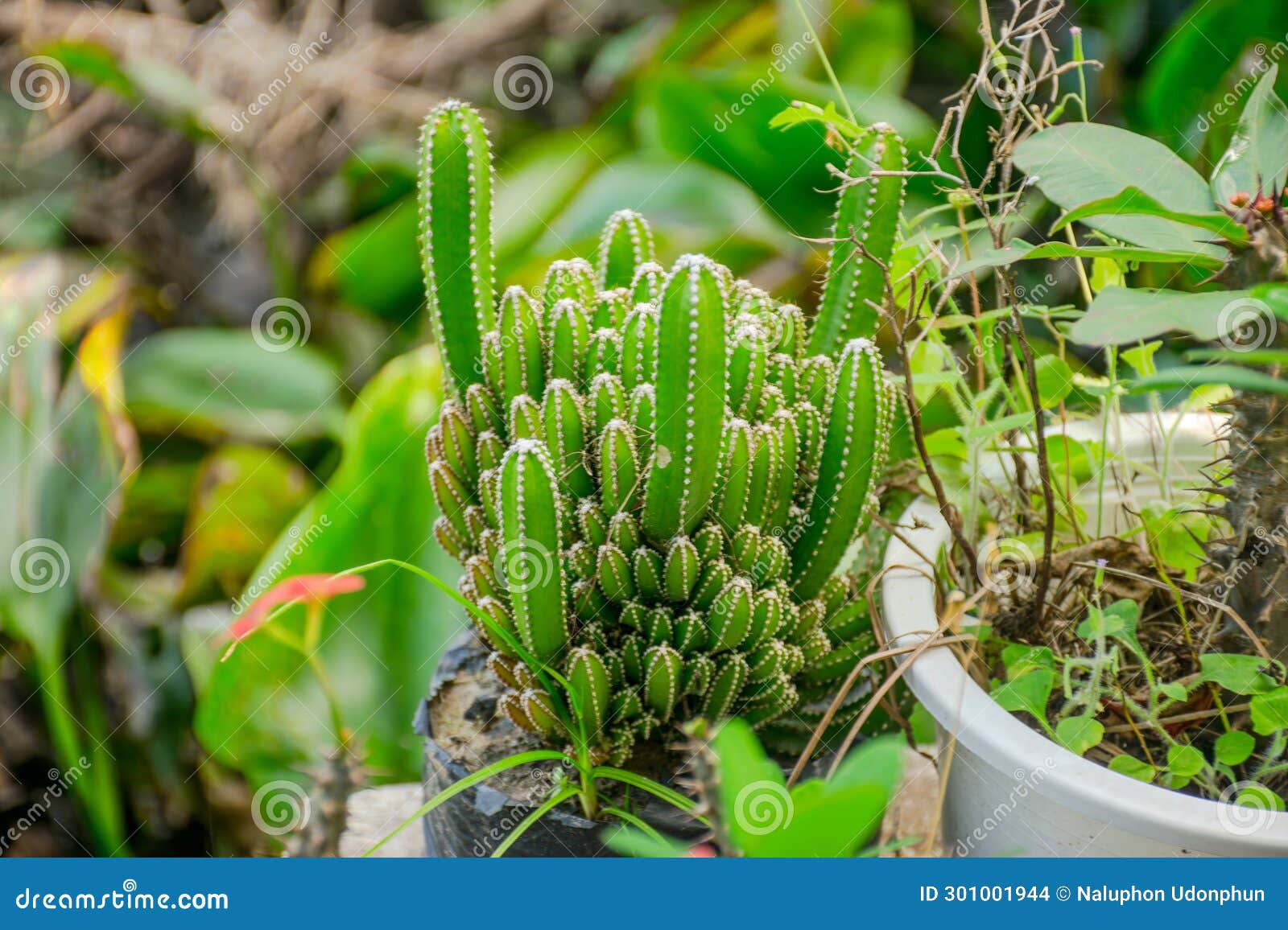 Triangle cactus stock photo. Image of botanical, tropical - 301001944