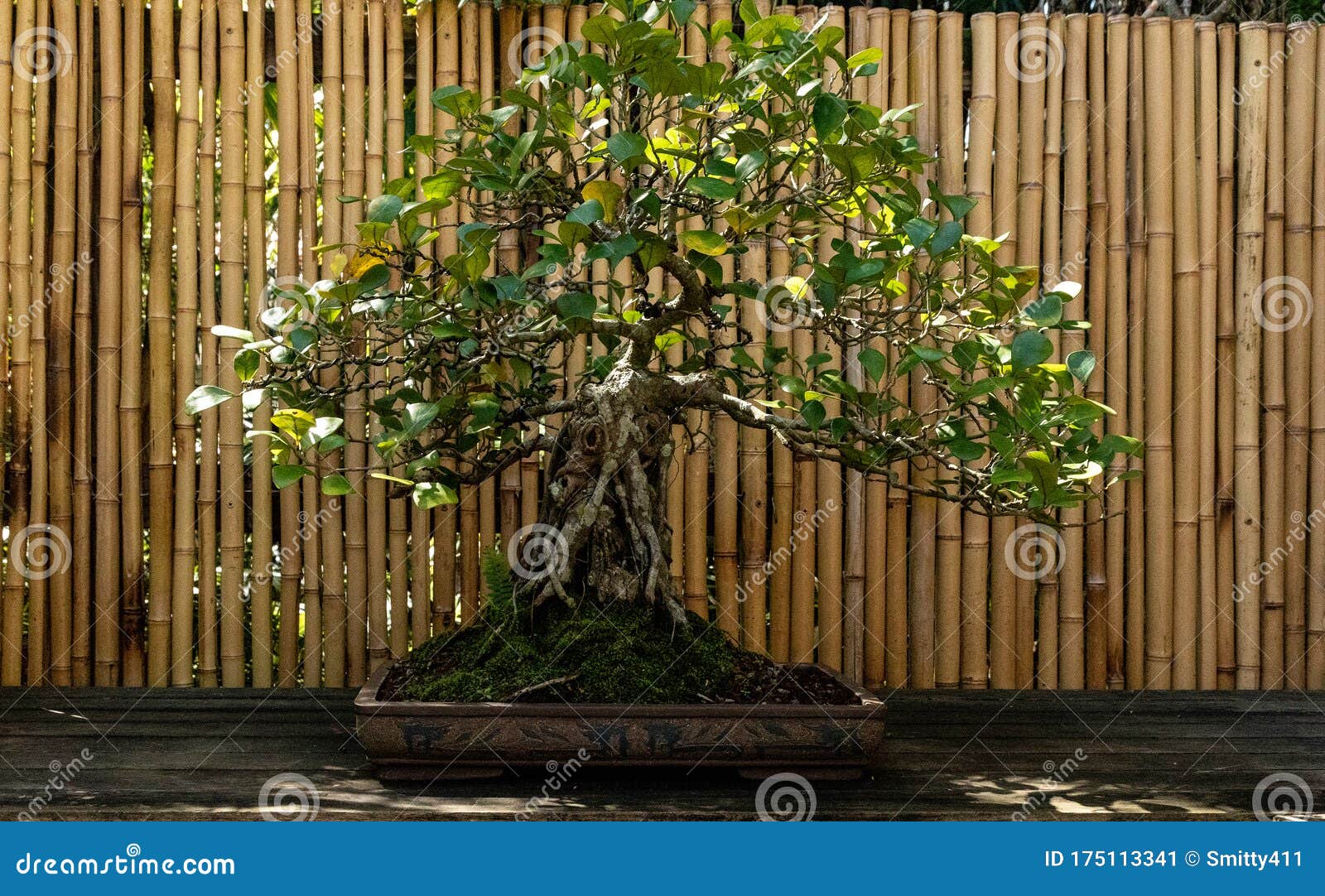Triangle Fig Tree Ficus Triangularis Bonsai Tree Stock Image - Image of ...