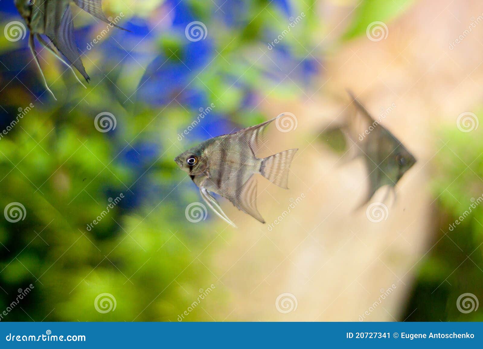 Triangle Fishes in Aquarium Stock Image - Image of marine, natural ...