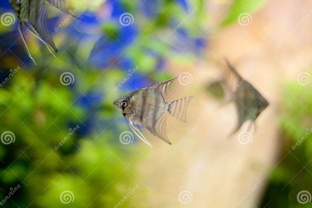 Triangle Fishes in Aquarium Stock Image - Image of marine, natural ...