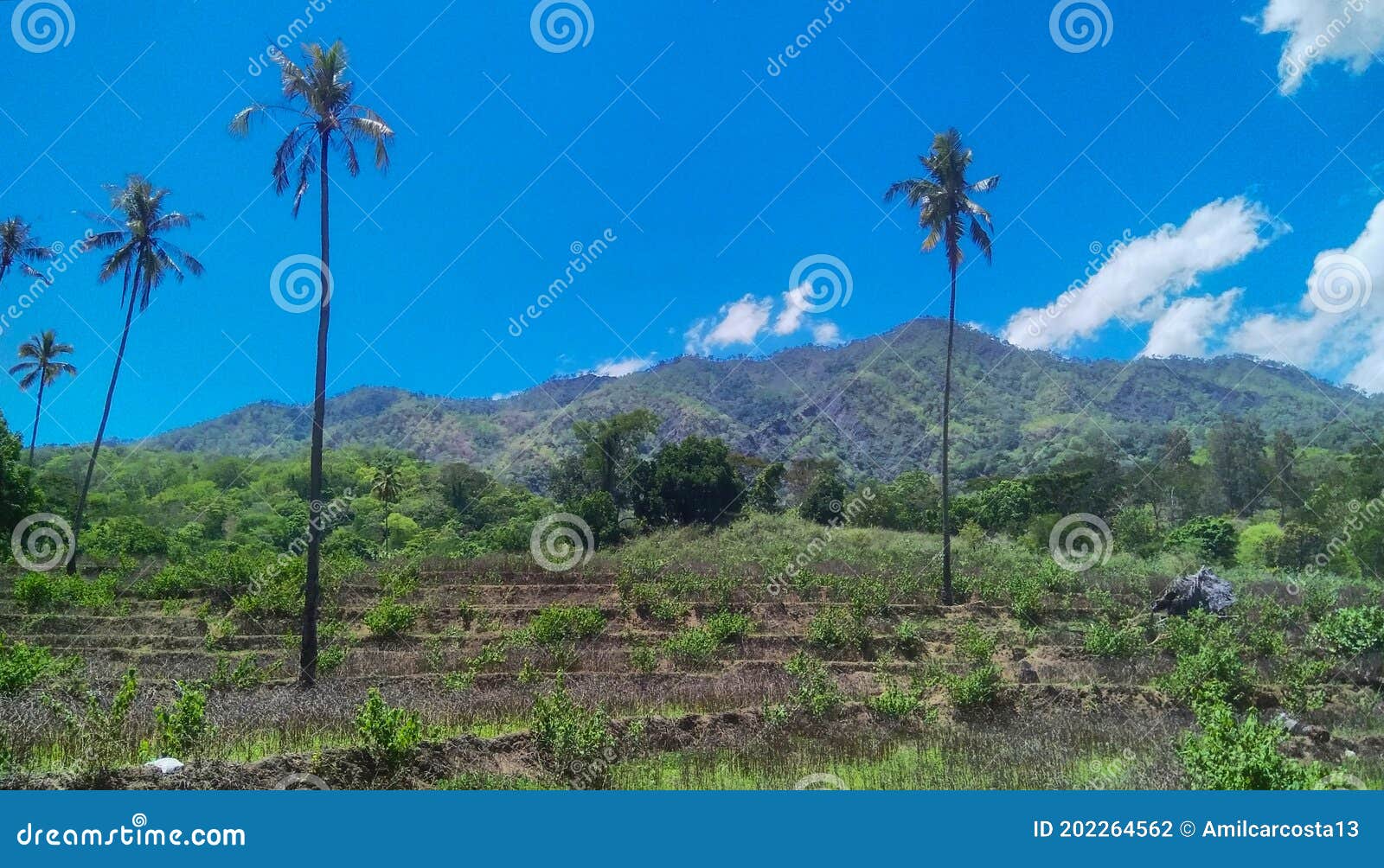 Triangle Pattern of Coconut Trees Combined with Mountain, Clouds and ...