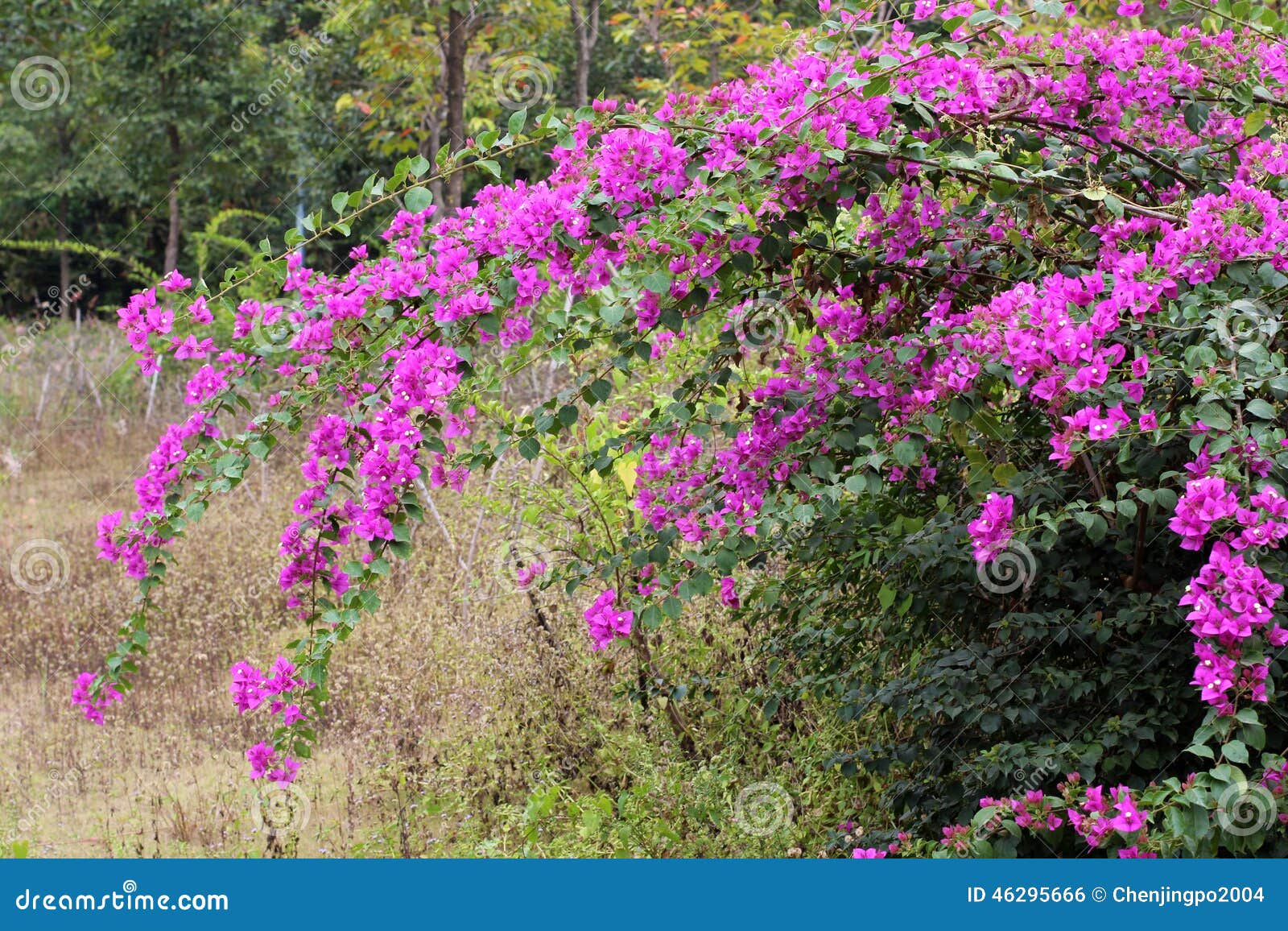 The triangle plum stock photo. Image of bougainvillea - 46295666