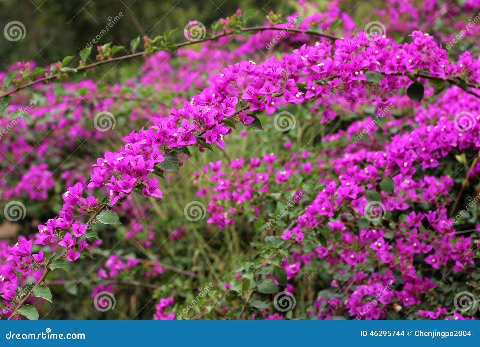 The triangle plum stock photo. Image of stamen, city - 46295744