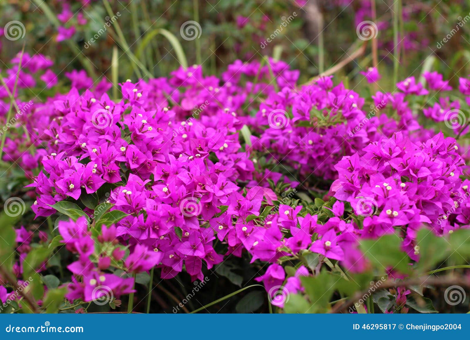 The triangle plum stock image. Image of purple, pure - 46295817