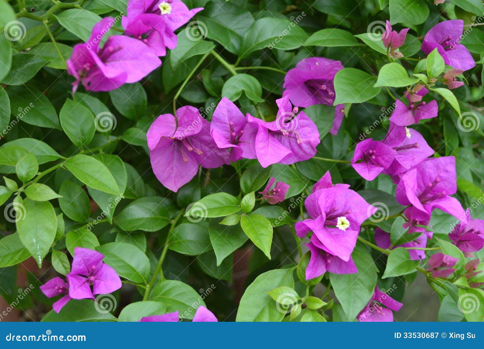 The triangle plum stock image. Image of sunshine, yard - 33530687