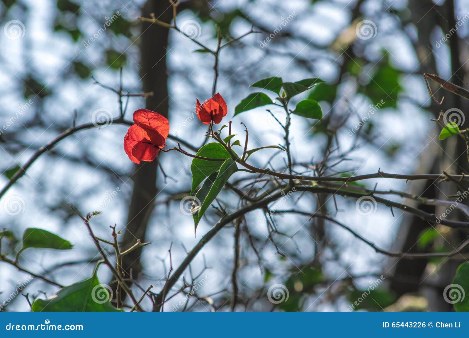 Triangle plum stock photo. Image of bougainvillea, outdoor - 65443226