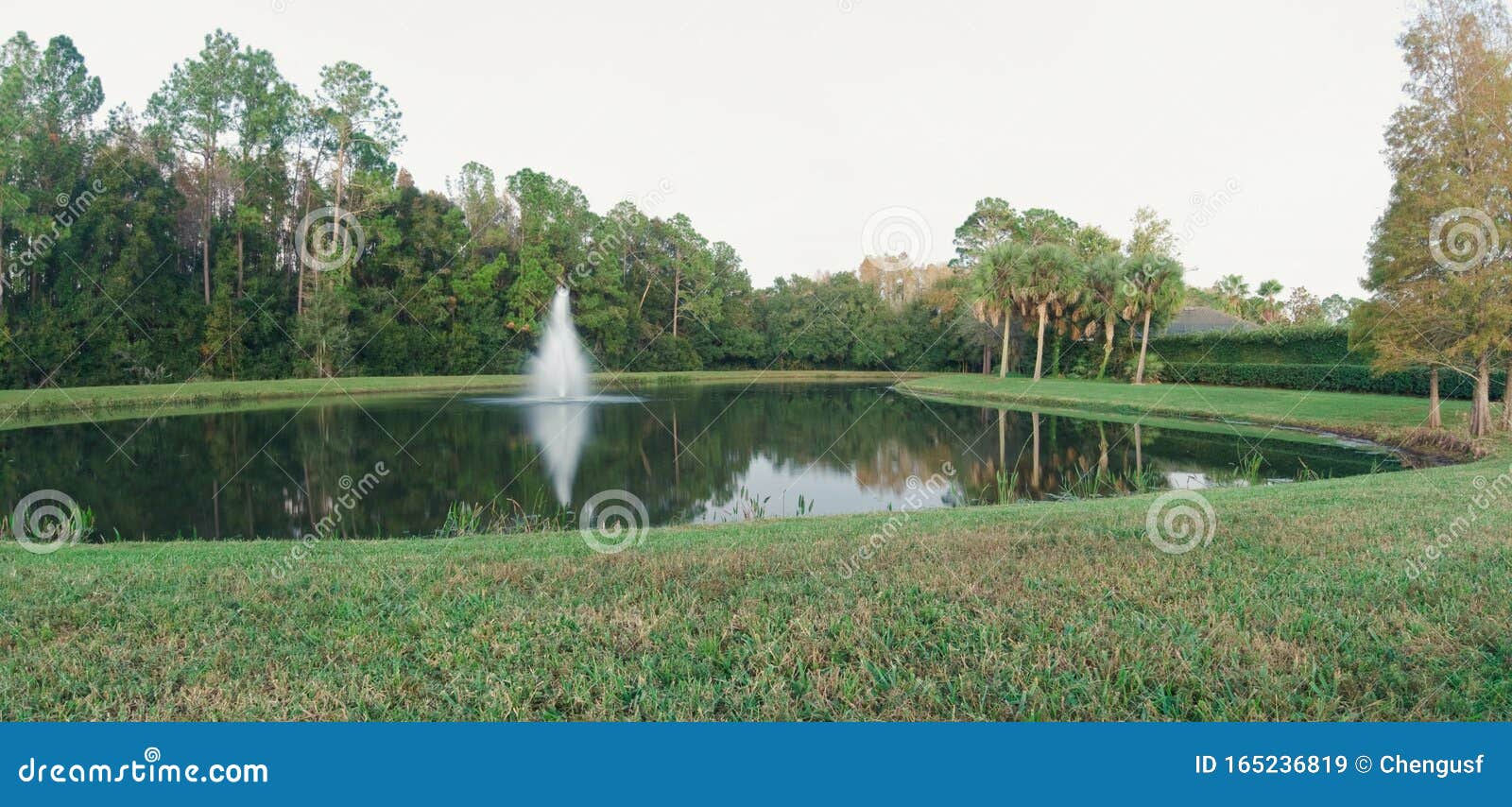 A community pond and tree stock image. Image of global - 165236819