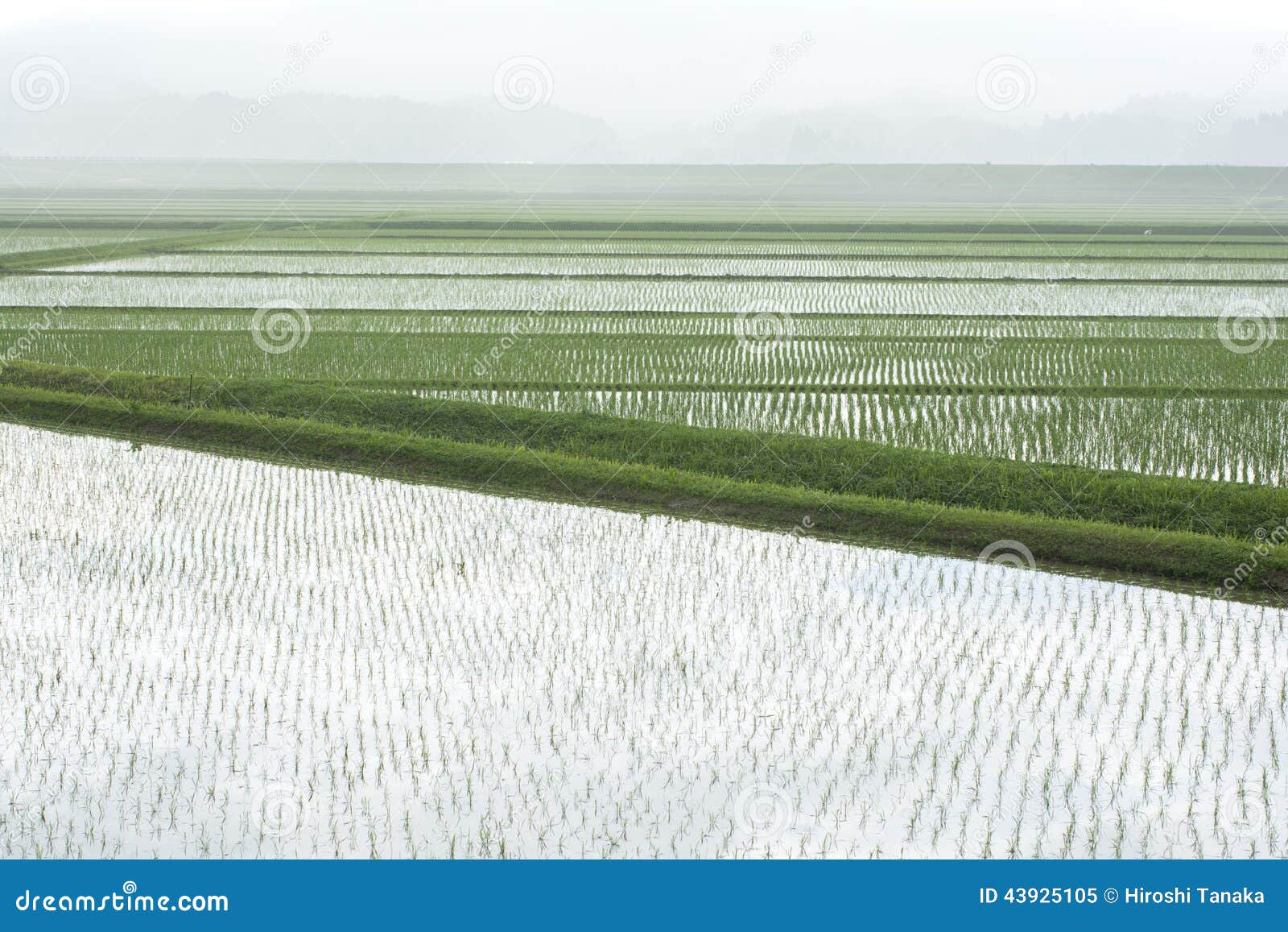Triangle and Rectangle Paddy Stock Image - Image of corn, cloudy: 43925105