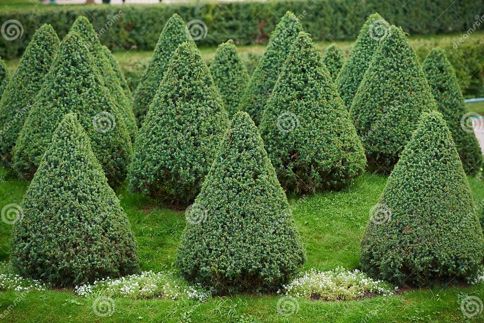 Triangle Shaped Trees of Juniper in Formal Garden Stock Photo - Image ...