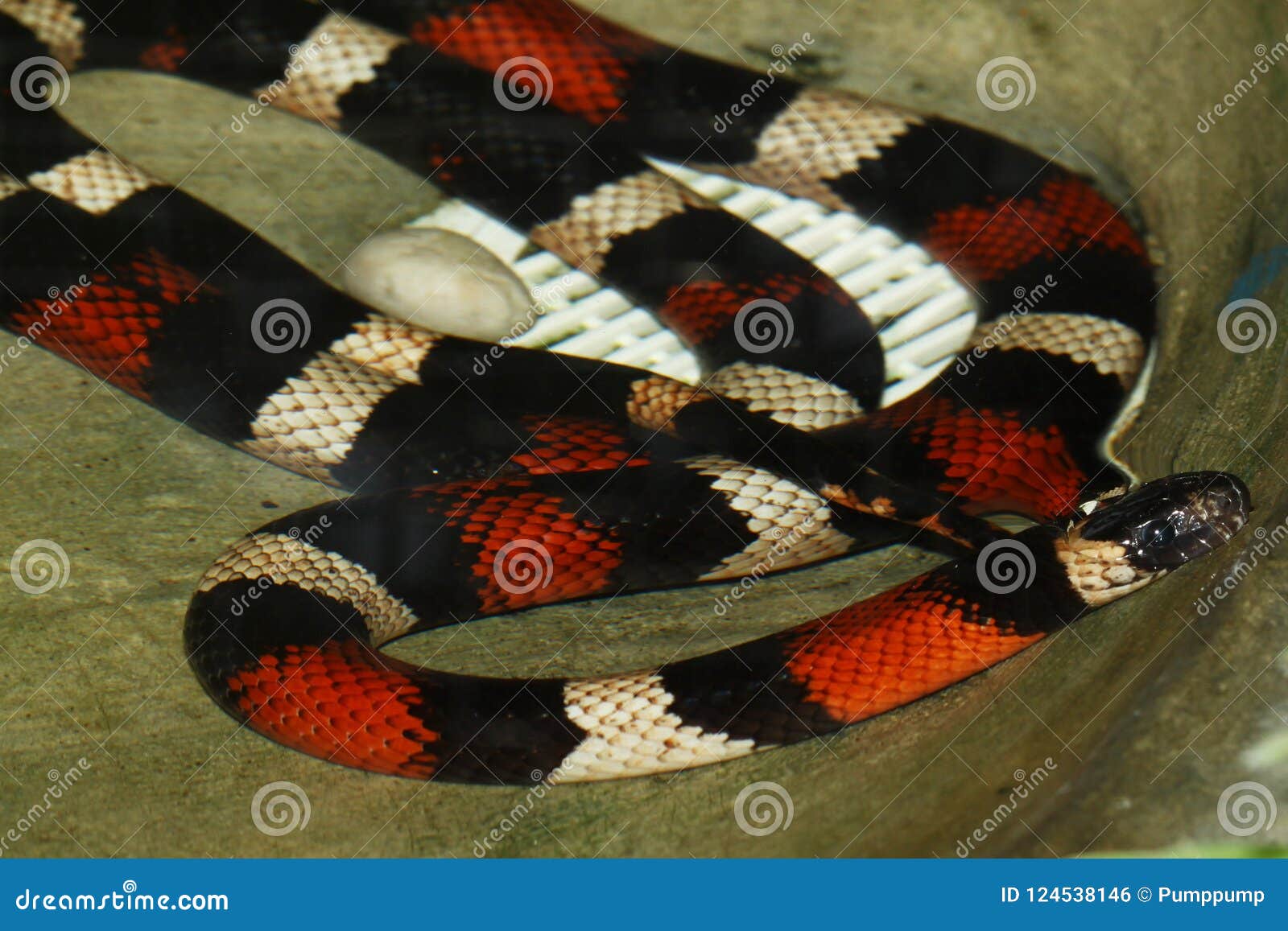 Triangle snake in water stock photo. Image of animal - 124538146