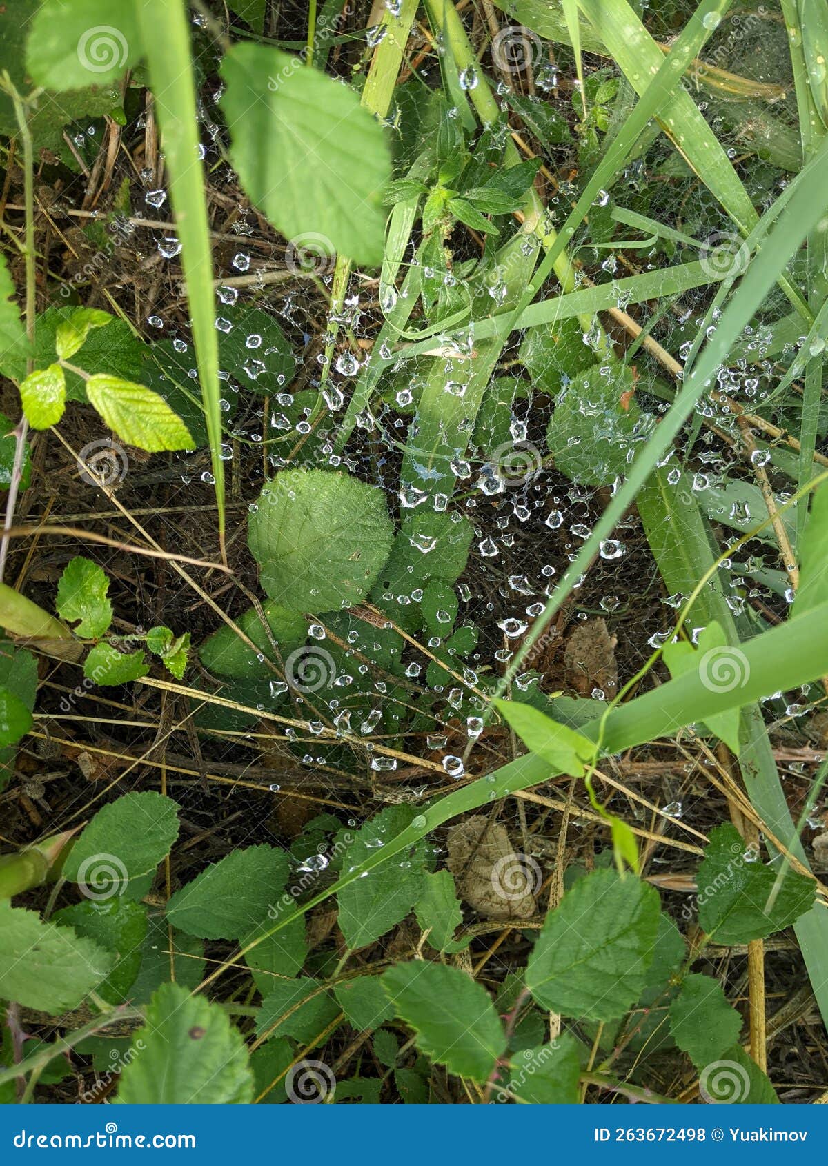Triangle Spider Web with Water Drops Top View Stock Photo - Image of ...