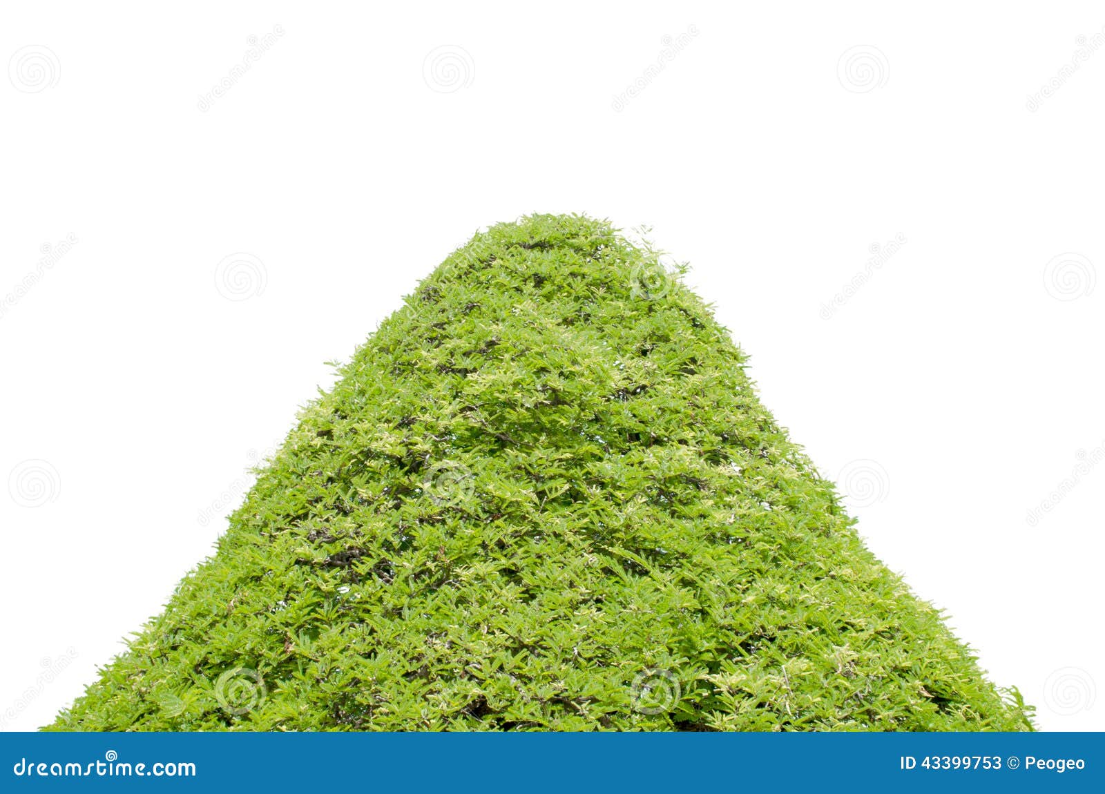 Triangle Of Tree Trunks Stock Photography | CartoonDealer.com #45495584