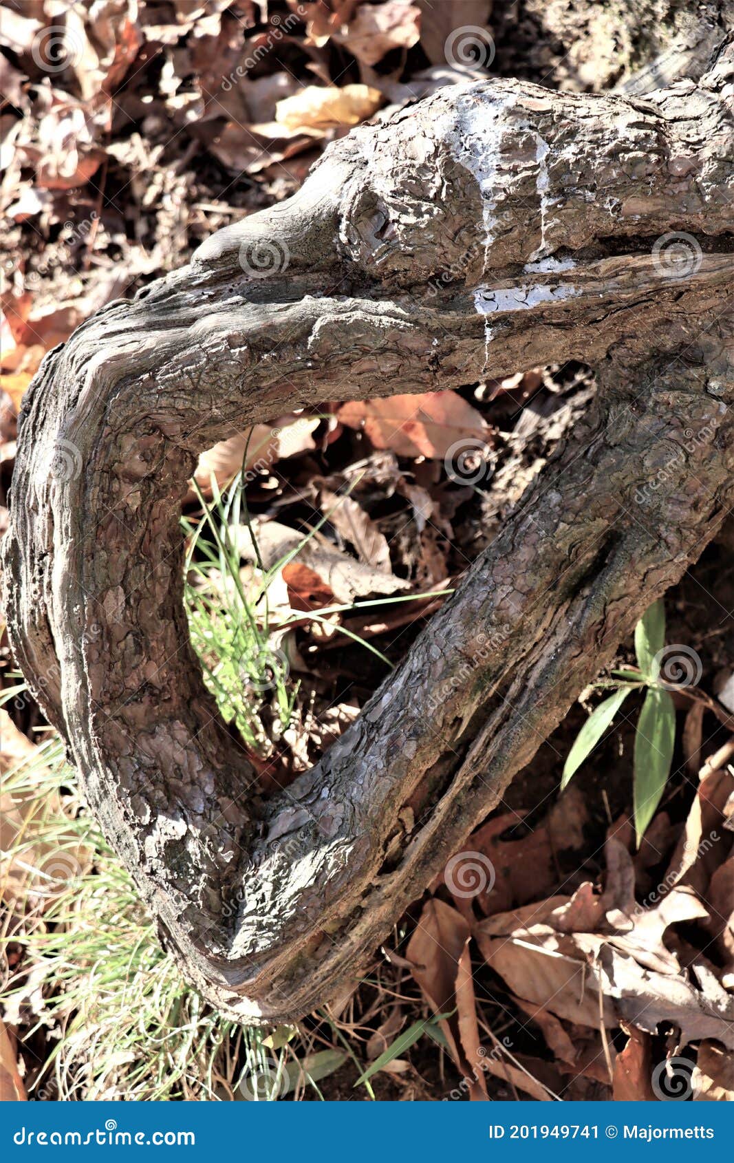 Triangle Of Tree Trunks Stock Photography | CartoonDealer.com #45495584