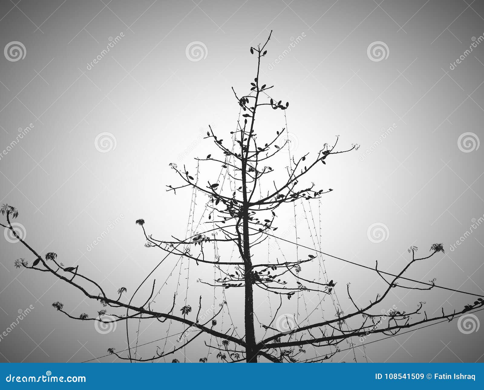Triangle tree stock image. Image of black, triangle - 108541509