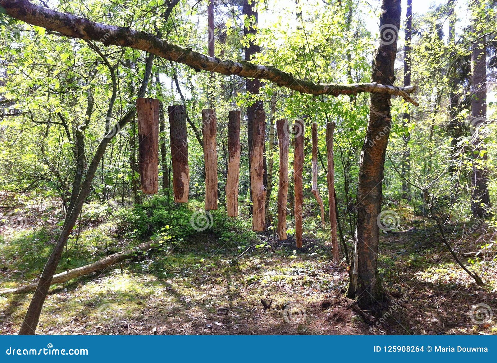 Triangle of tree trunks stock photo. Image of netherlands - 125908264