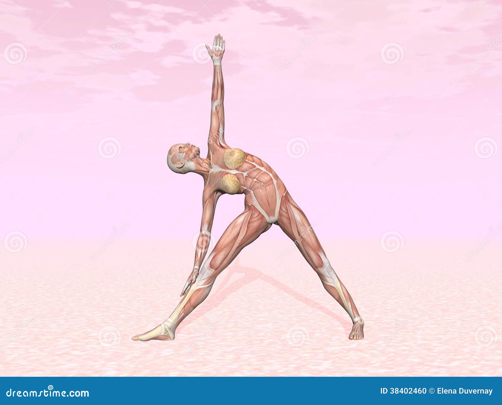 Man And Woman Muscle And Skeletal Systems. X-ray Stock Photography ...