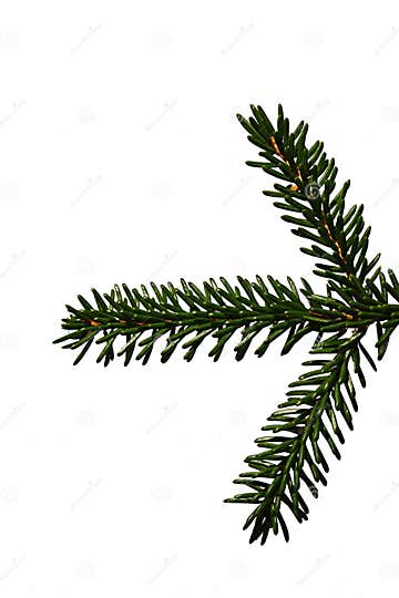 Triangular Branch Ending on Coniferous Evergreen Tree Oriental Spruce ...