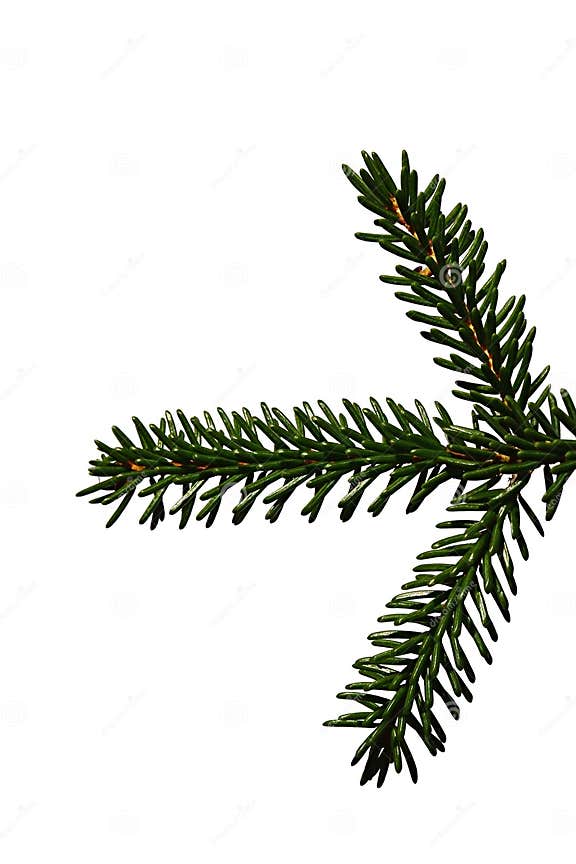 Triangular Branch Ending on Coniferous Evergreen Tree Oriental Spruce ...