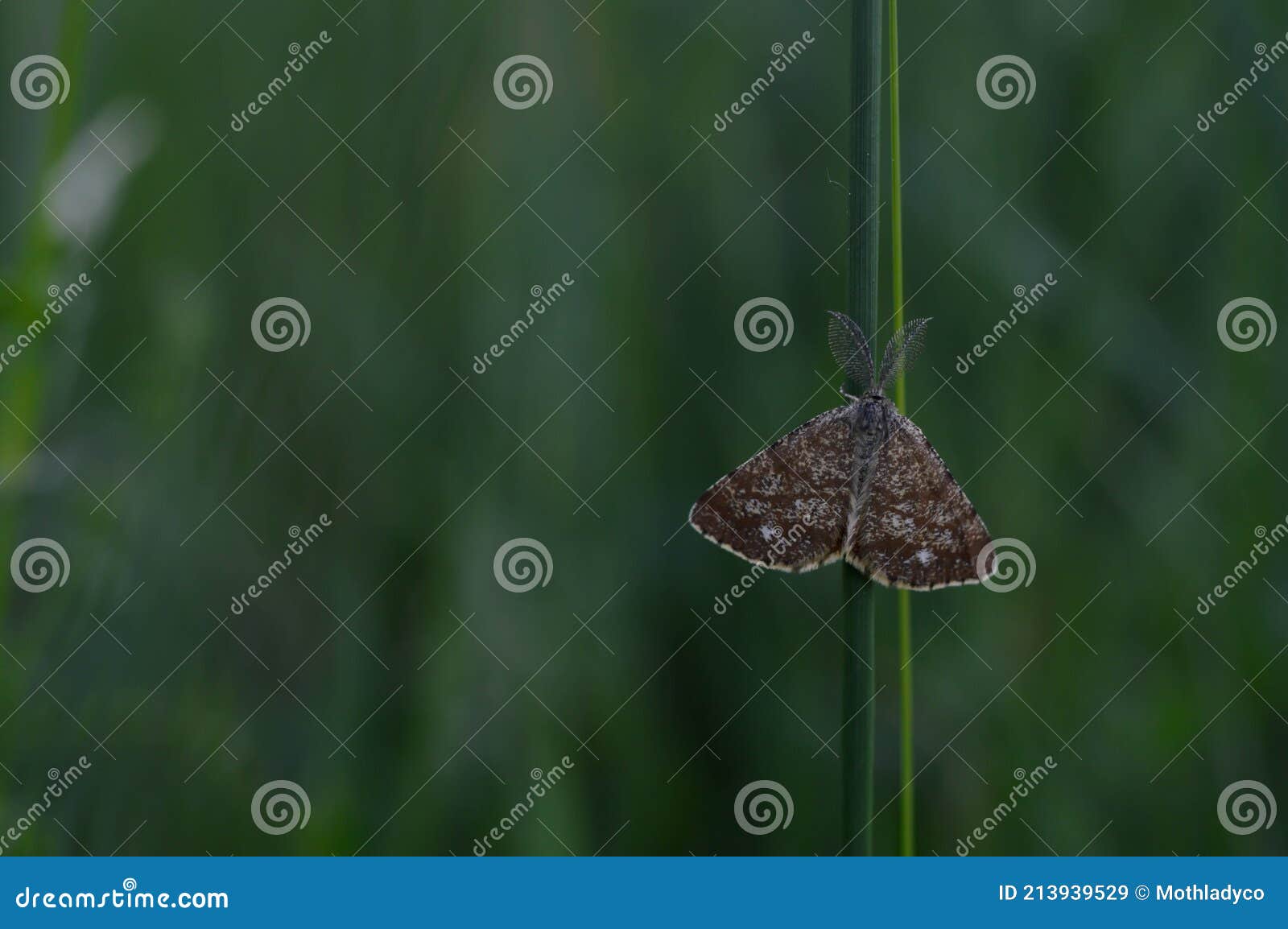Triangular Brown Moth on a Plant Stock Image - Image of close ...