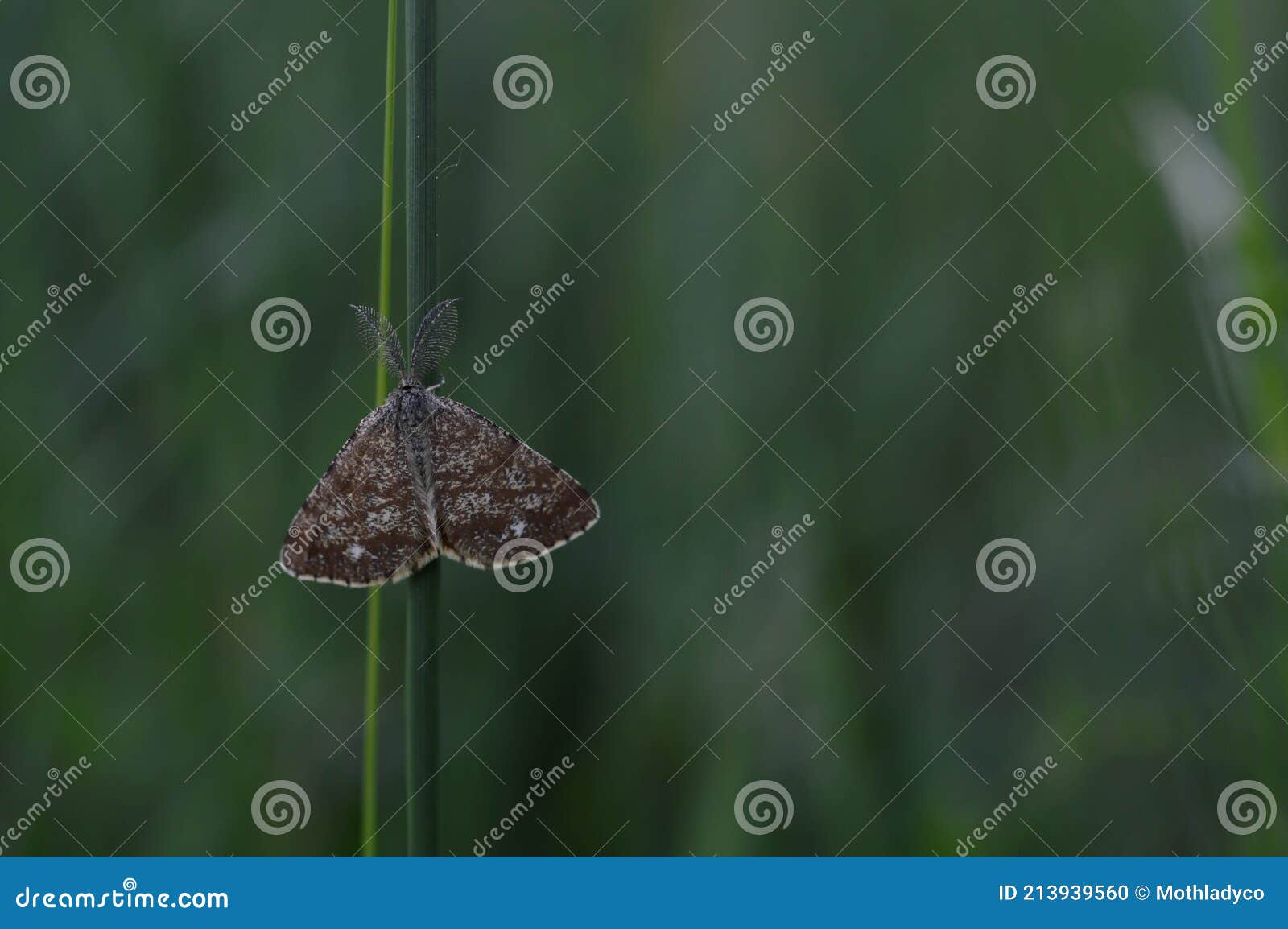 Triangular Brown Moth on a Plant Stock Photo - Image of close, wildlife ...