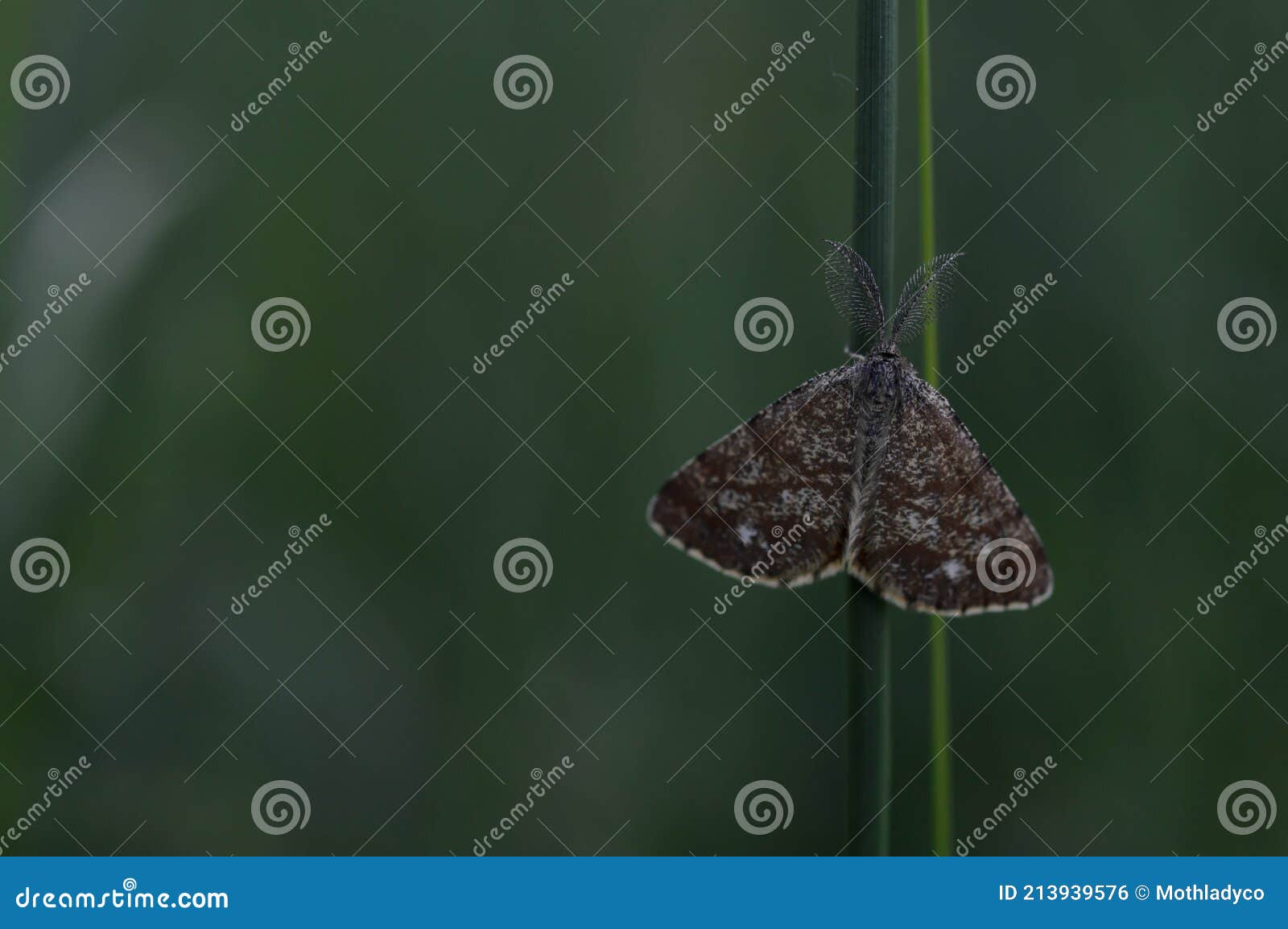 Triangular Brown Moth on a Plant Stock Photo - Image of brown, close ...