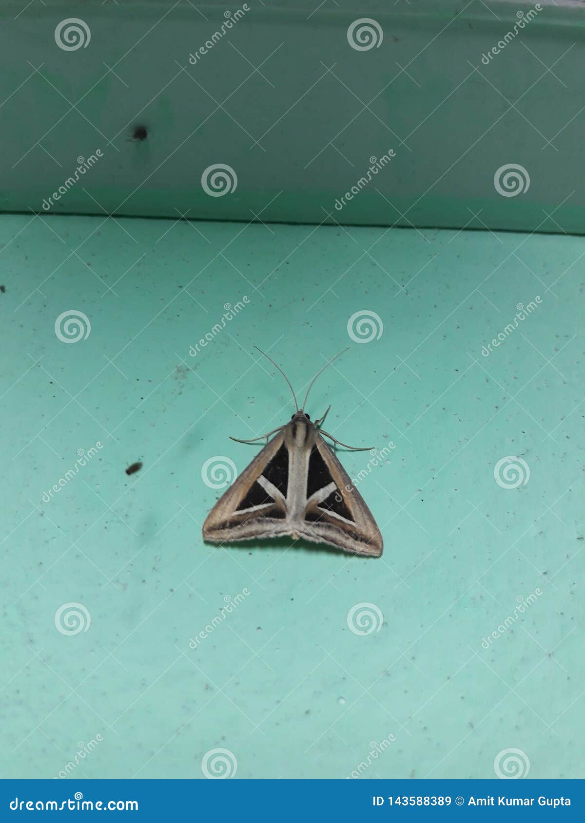 Triangular Butterfly stock image. Image of wall, house - 143588389