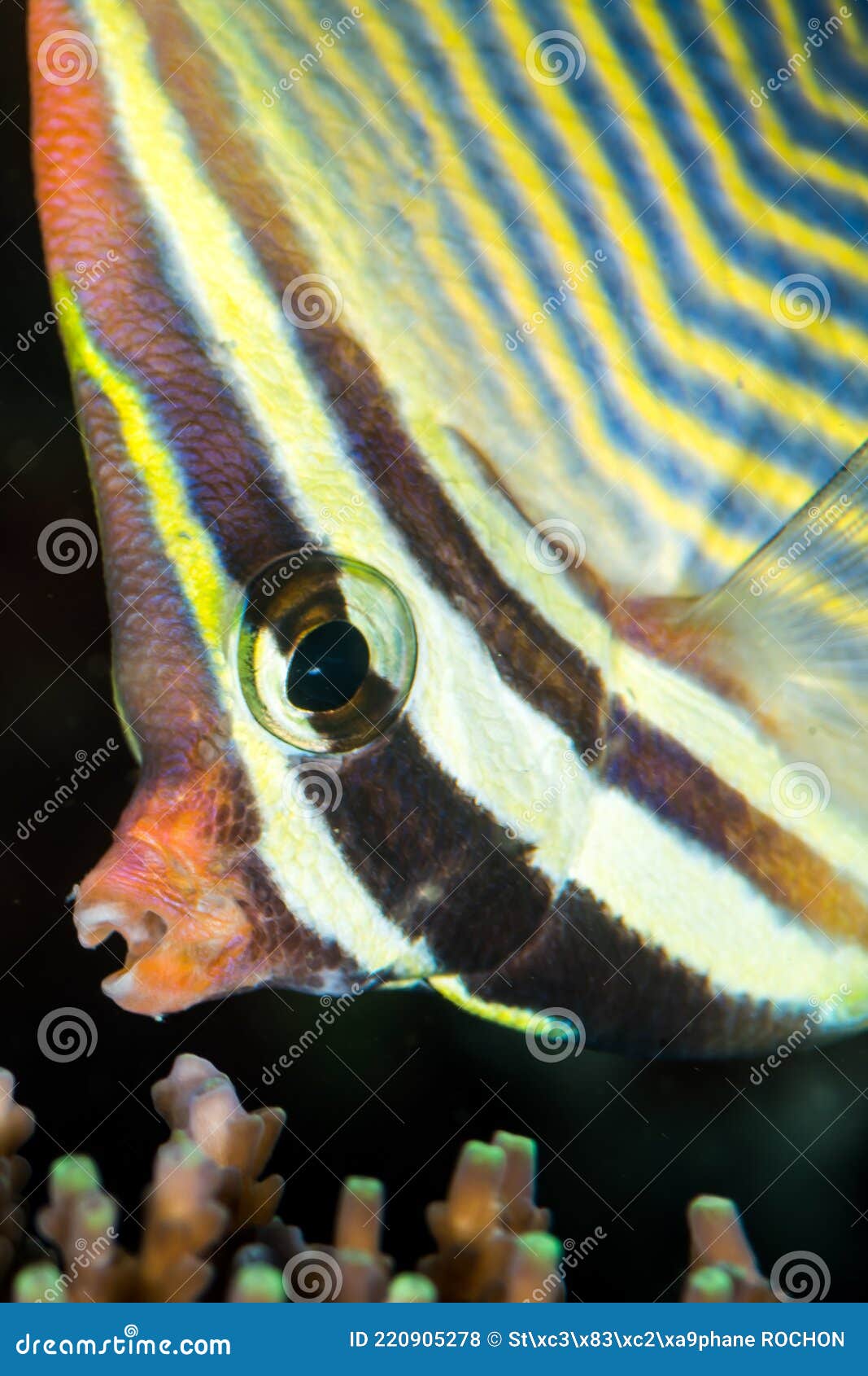 Triangular Butterflyfish Head Closeup Stock Photo - Image of anilao ...