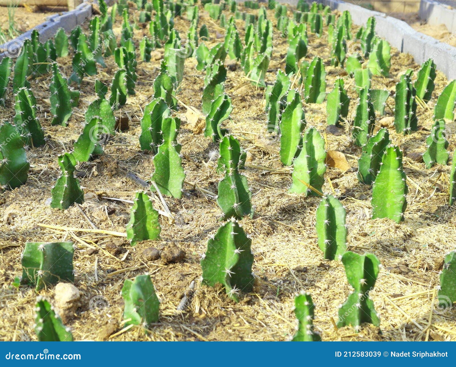 Cactus in the garden stock image. Image of cactaceae - 212583039