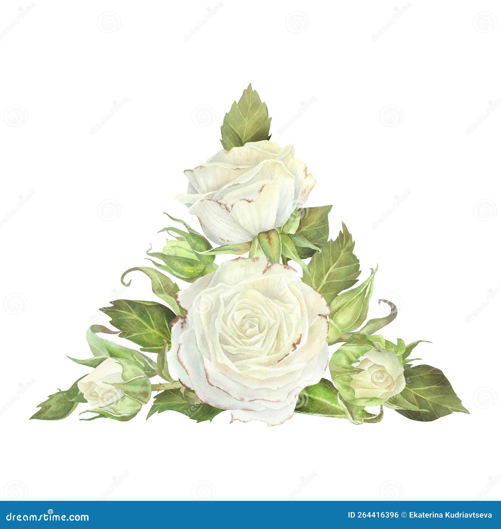 Triangular Composition of White Roses, Buds and Leaves. Watercolor ...