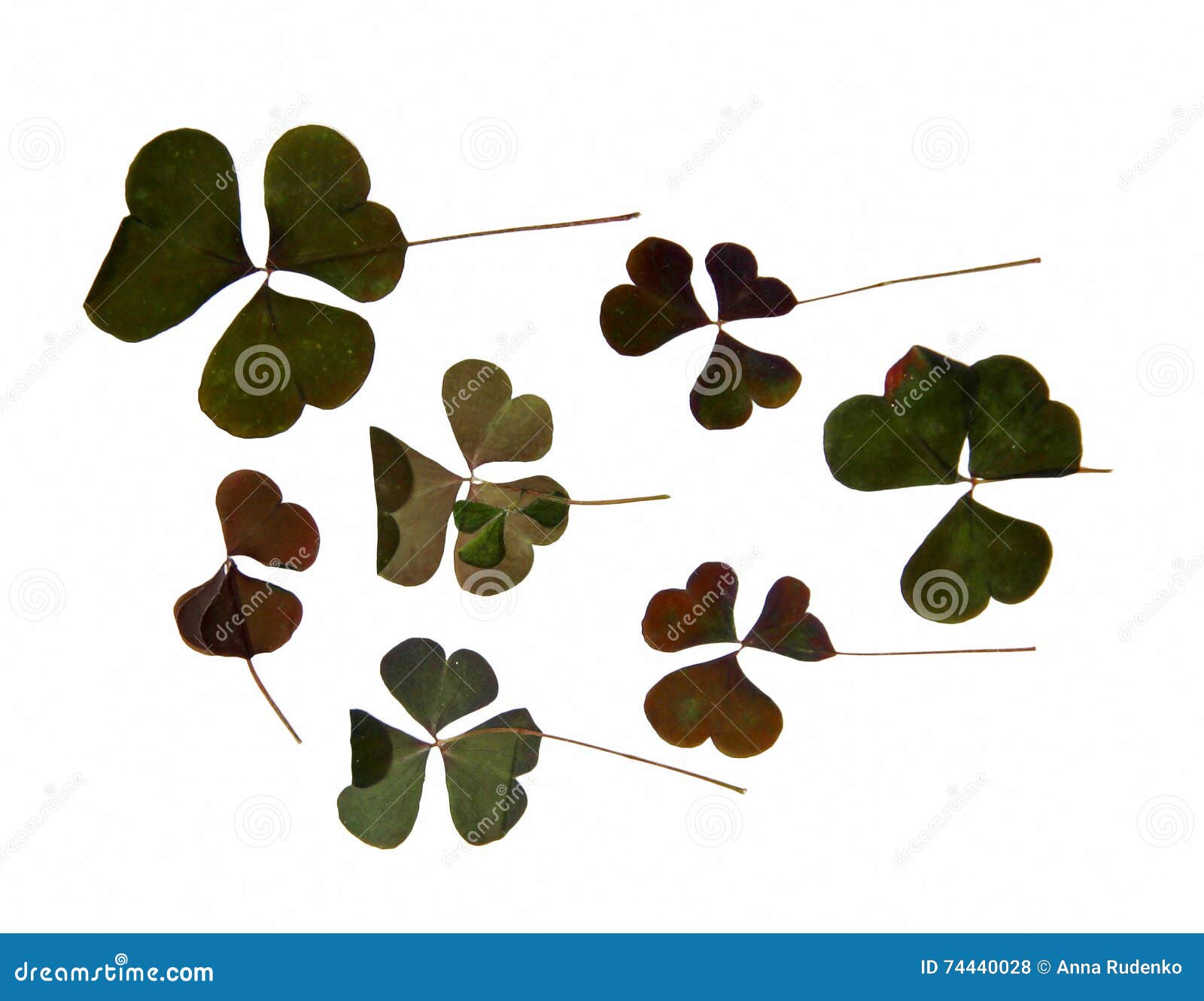 Triangular Dark Green Smooth Leaves with No Clearly Defined Structure ...