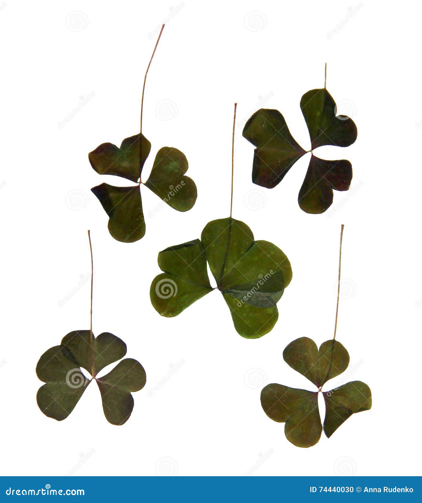 Triangular Dark Green Smooth Leaves with No Clearly Defined Structure ...