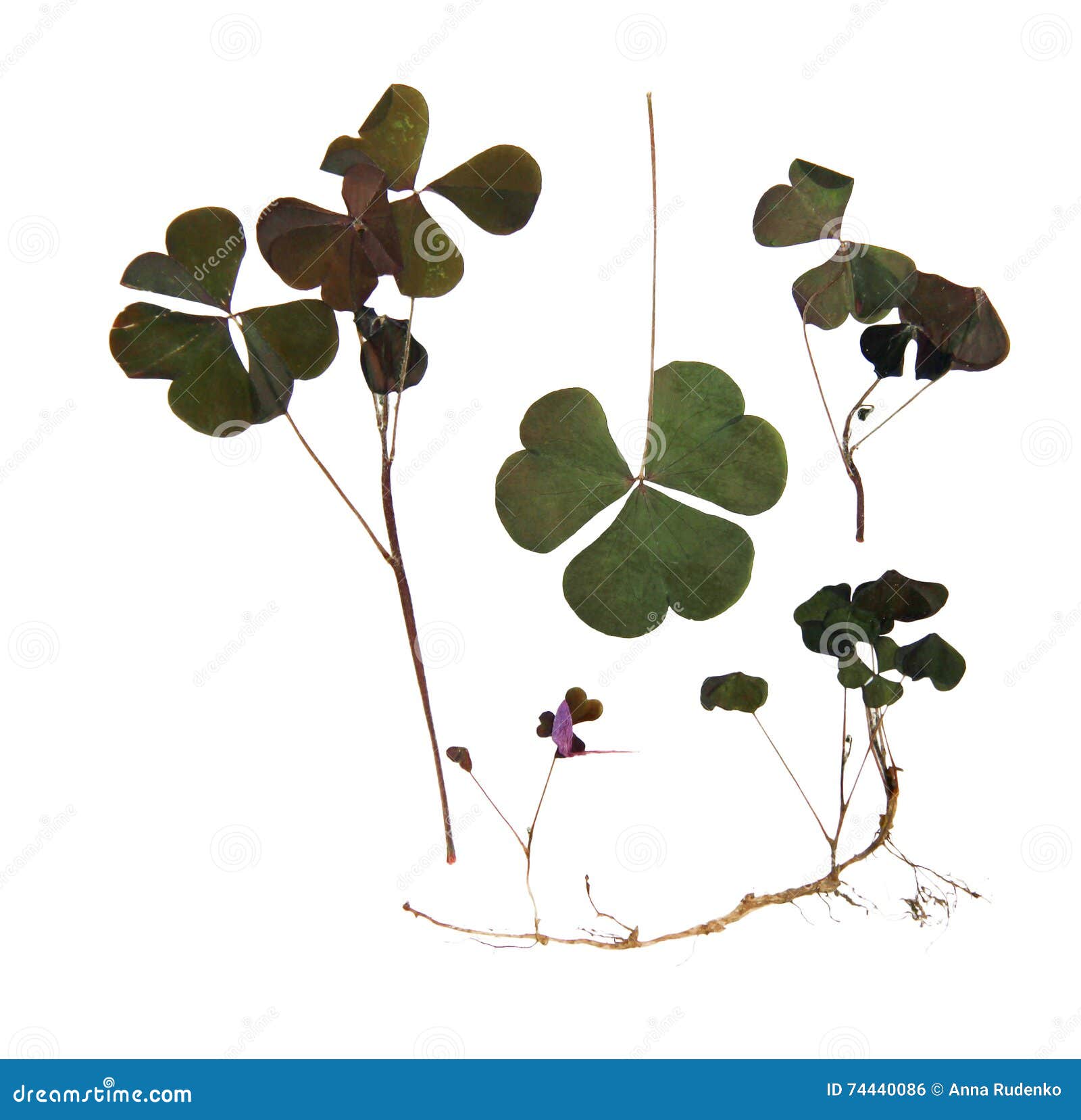 Triangular Dark Green Smooth Leaves with No Clearly Defined Structure ...