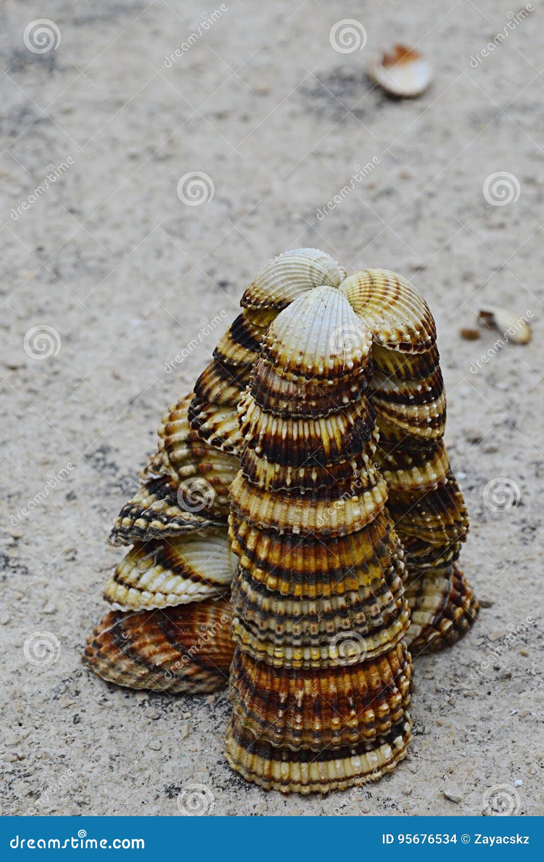 Triangular Decorative Pyramid Made of Mollusc Seashells on Concrete ...