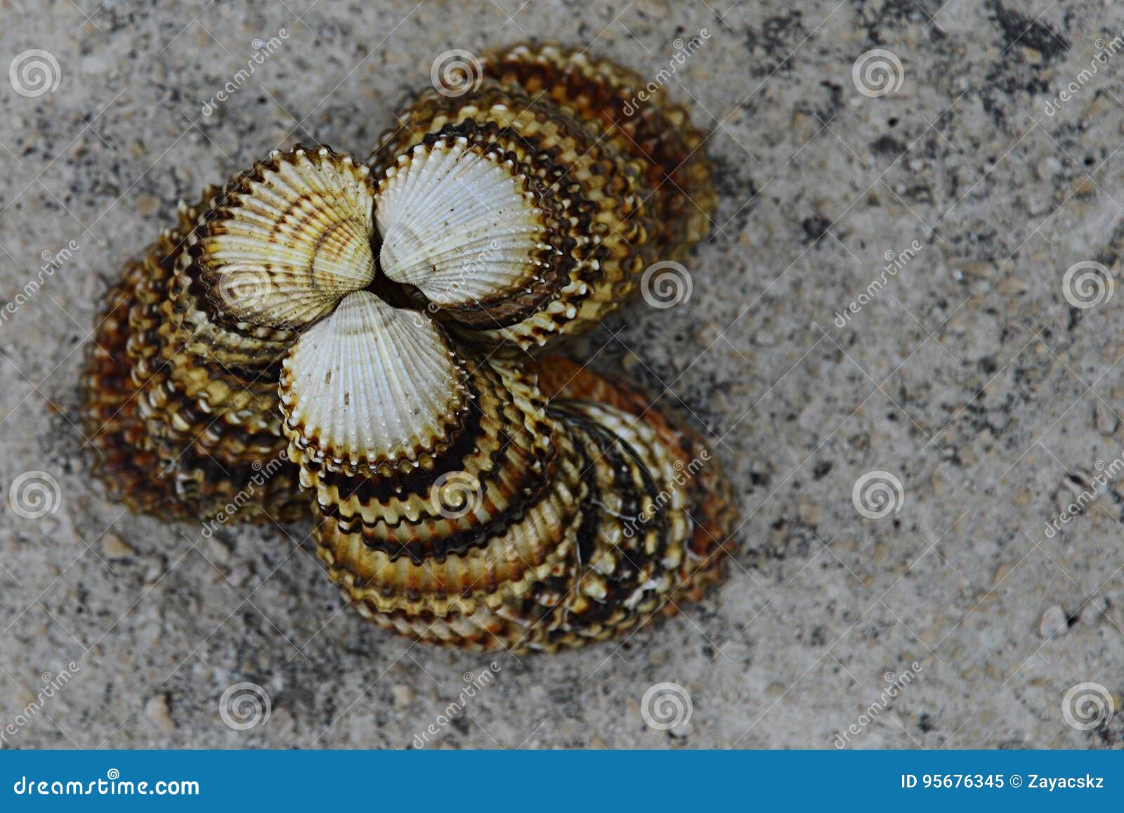 Triangular Decorative Pyramid Made of Mollusc Seashells on Concrete ...