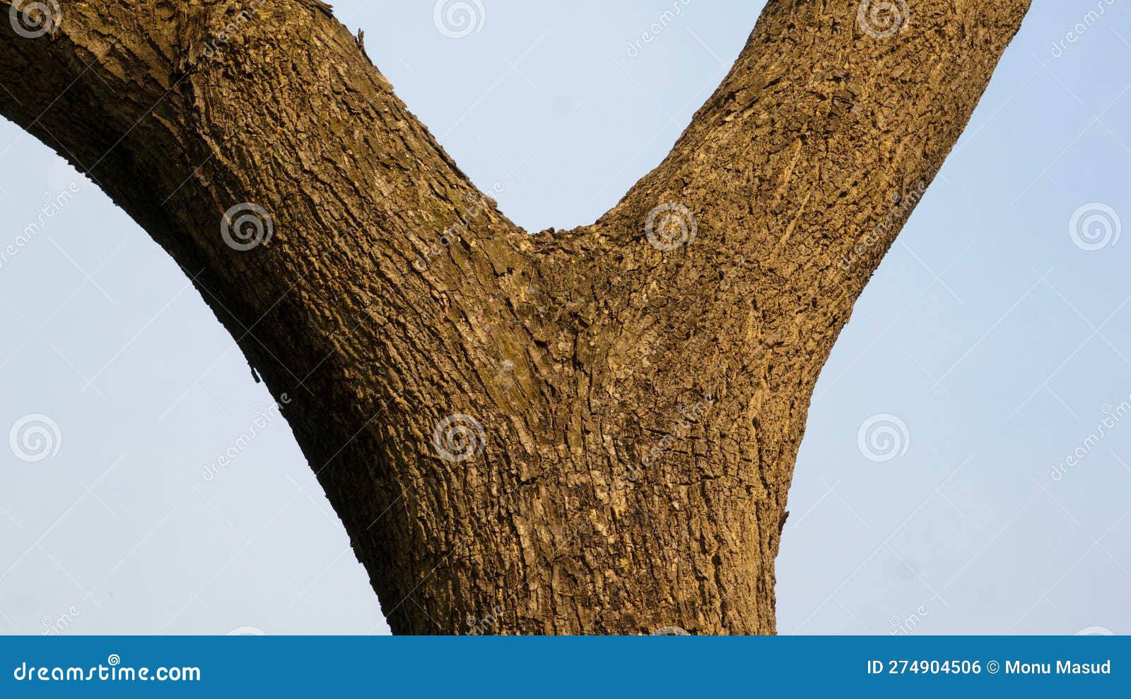 Triangular Diagram of a Large Tree. Close Up Image of a V Shaped Tree ...