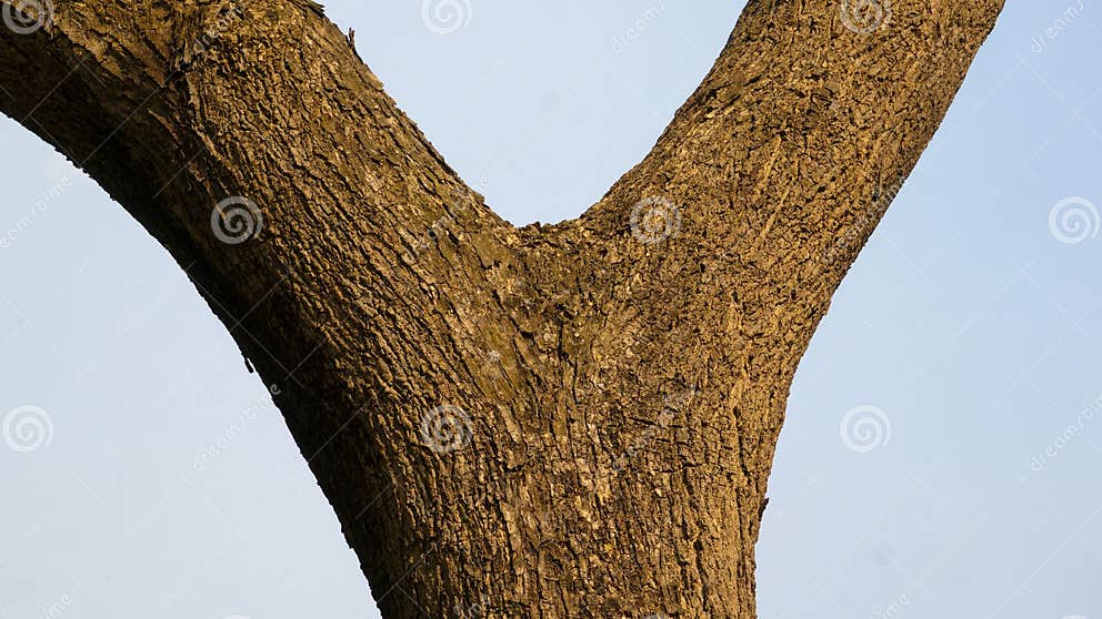 Triangular Diagram of a Large Tree. Close Up Image of a V Shaped Tree ...