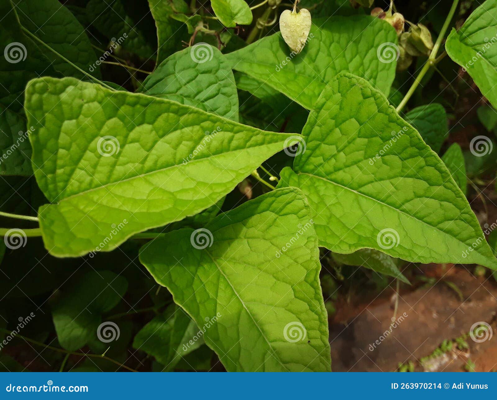 Triangular Green Leaves. Wild Plants Stock Photo - Image of plant ...