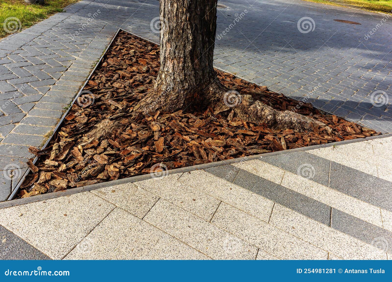 Triangular Protection Around a Tree Trunk in the City Stock Image ...