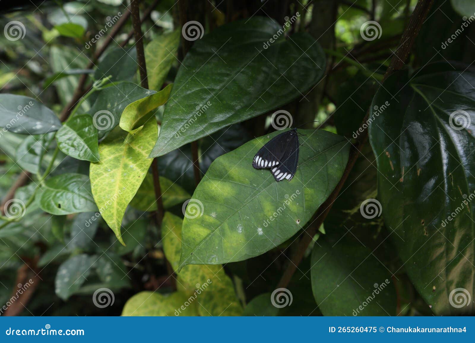 A Triangular Shape Black Moth with White Spots Was Perched on Top of a ...