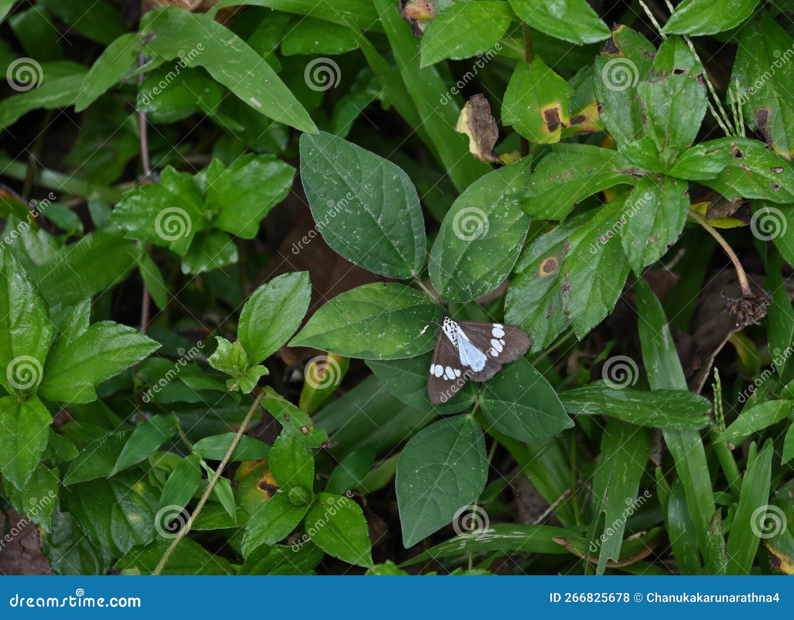 A Triangular Shaped Black and White Moth is Resting on Top of a Leaf ...