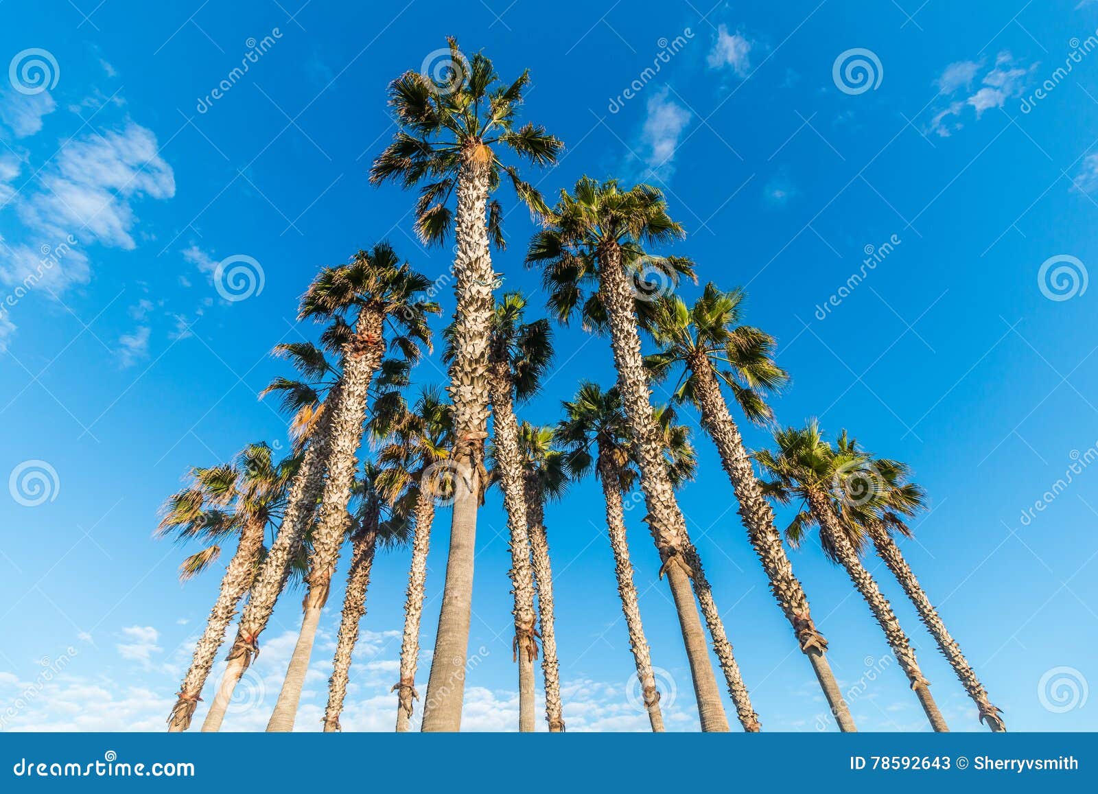 Triangular-Shaped Group of Palm Trees Stock Image - Image of landscape ...