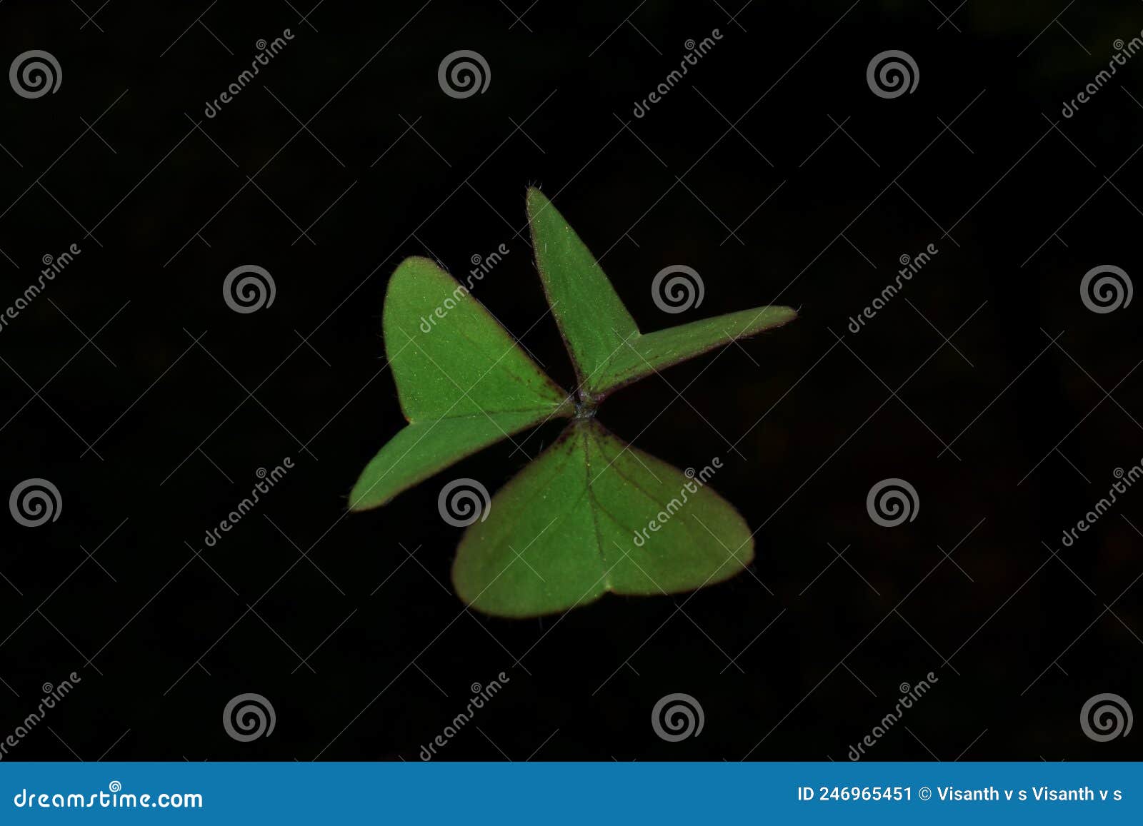 Triangular Shaped Leaf in Black Background Stock Image - Image of ...