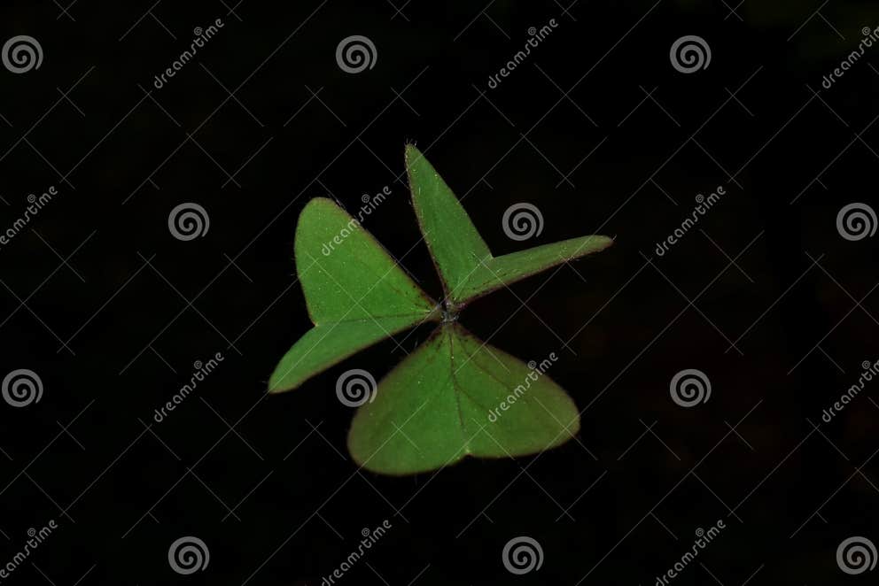 Triangular Shaped Leaf in Black Background Stock Image - Image of ...