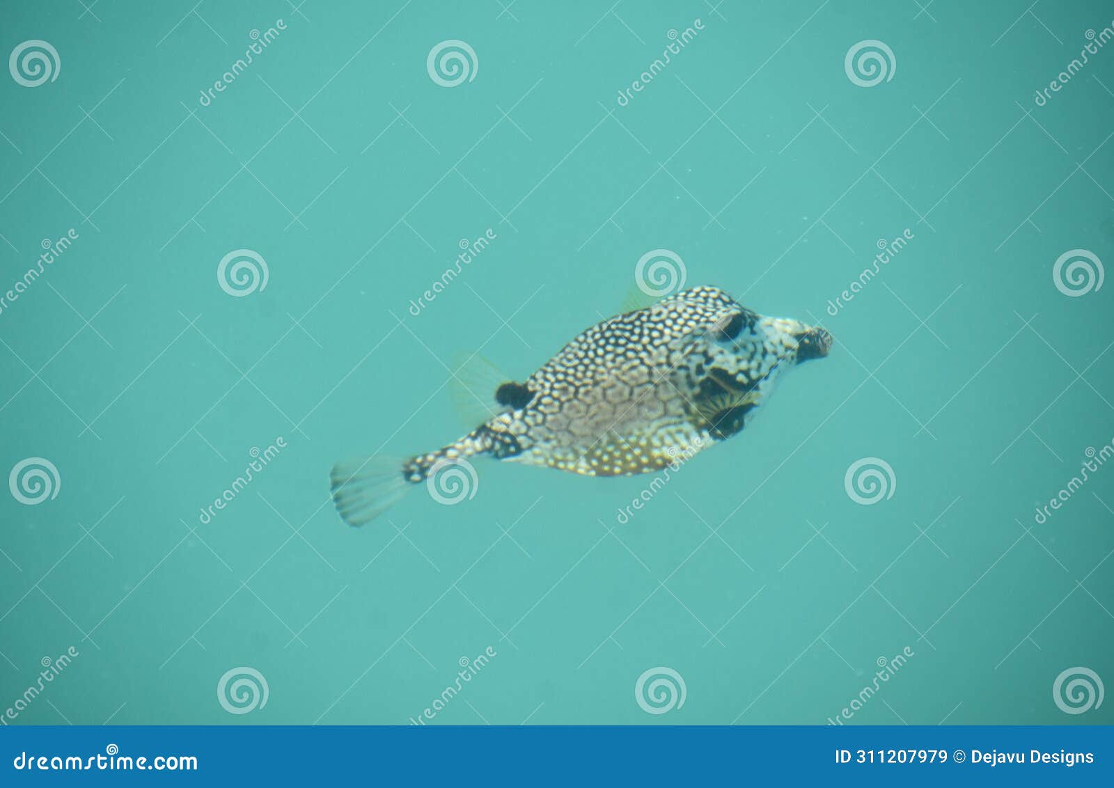 Triangular Shaped Puffer Fish in the Tropics Stock Image - Image of ...