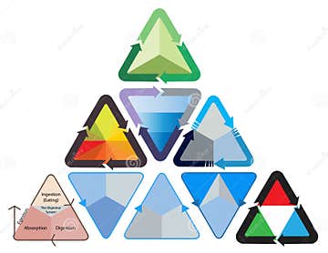Triangular Triangle Flowchart Diagram Illustration Stock Vector ...