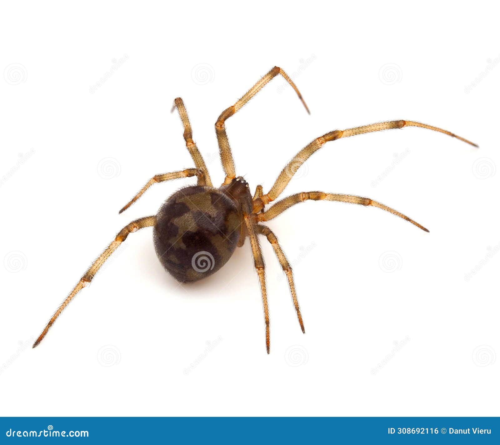 Triangulate Cobweb Spider Isolated On White Background, Steatoda ...