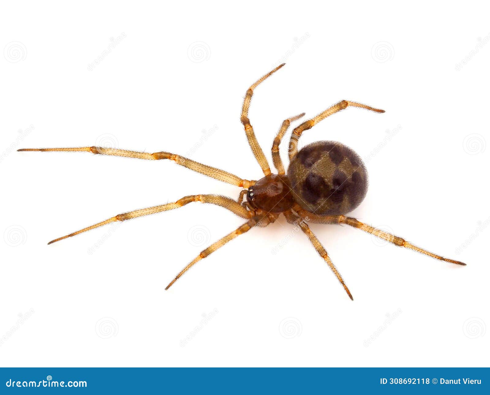 Triangulate Cobweb Spider Isolated on White Background, Steatoda ...