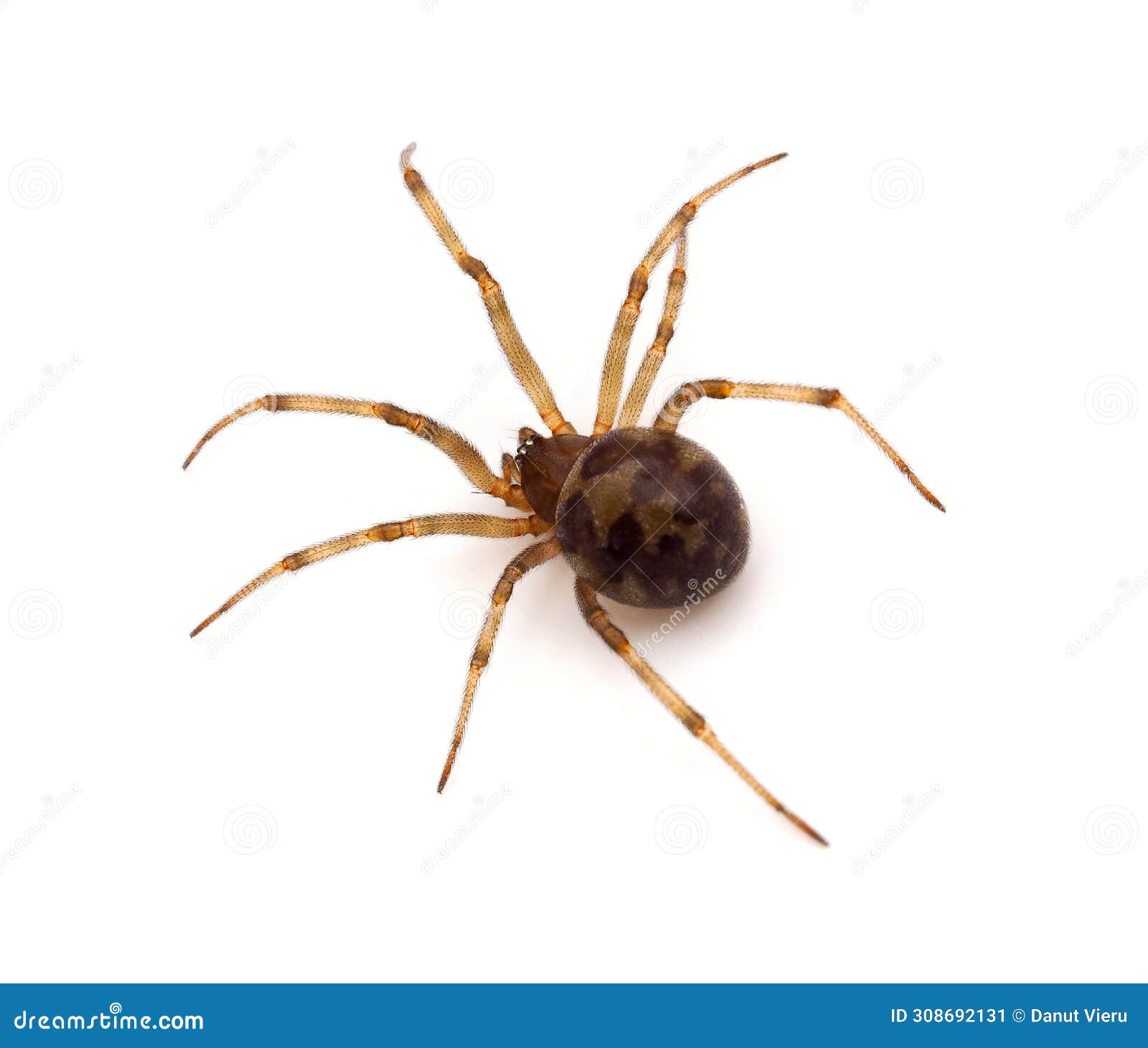 Triangulate Cobweb Spider Isolated on White Background, Steatoda ...
